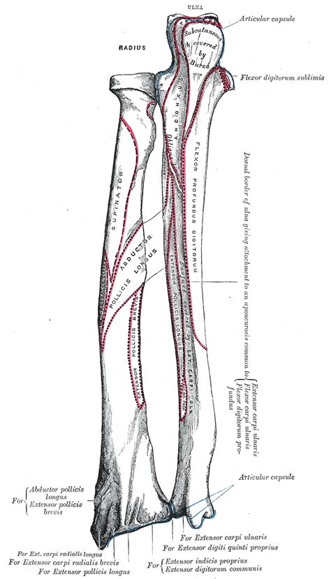 Figure Bone Markings On The Radius Statpearls Ncbi Bookshelf