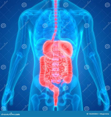 Anatomia Do Sistema Digestivo Dos rg os Do Corpo Humano Ilustração