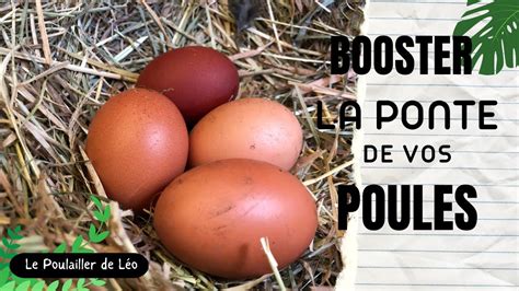 Augmenter La Ponte De Vos Poules En Hiver Youtube