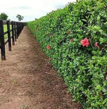 Jardim Simples Decoração
