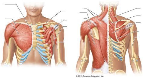 Ec Superficial And Deep Muscles Of Chest Trunk Shoulder And Neck