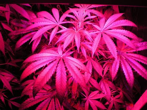 Neon Weed Wallpapers Wallpaper Cave