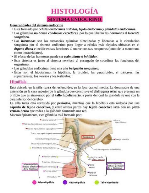 Resumen Glándulas endócrinas Virginia Uviz uDocz