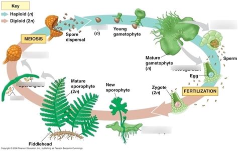 Vascular Plants Diagram Quizlet