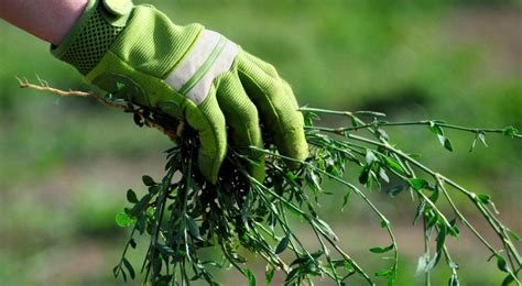 Jak pozbyć się chwastów domowymi metodami Agroinfo porady rolnicze