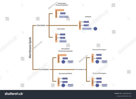 Diagram Showing Classification Lipids Storage Lipids Stock Vector