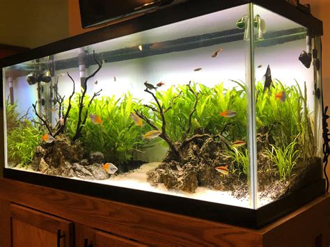 75 Gallon Aquarium Guide Equipments Fishes Setup Ideas