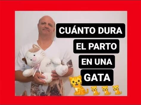 Cuánto dura el parto de una gata YouTube