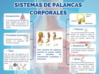 Mapa Conceptual Palancas Corporales Pdf