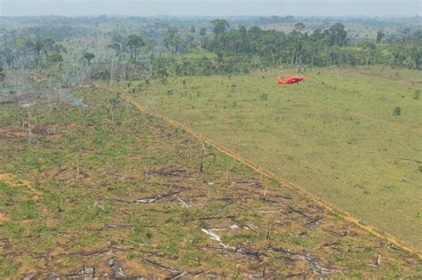 Alertas de desmatamento na Amazônia batem recorde para fevereiro