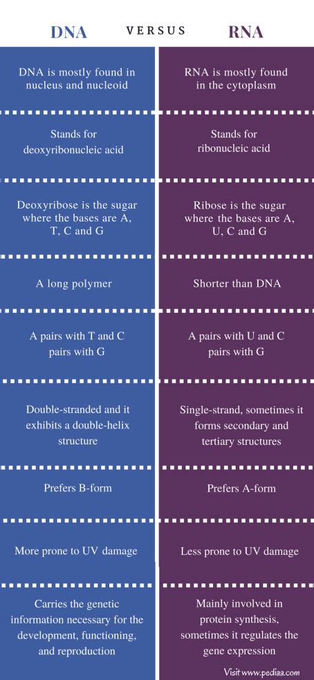 Difference Between Dna And Rna Structure Characteristics Functions Comparison
