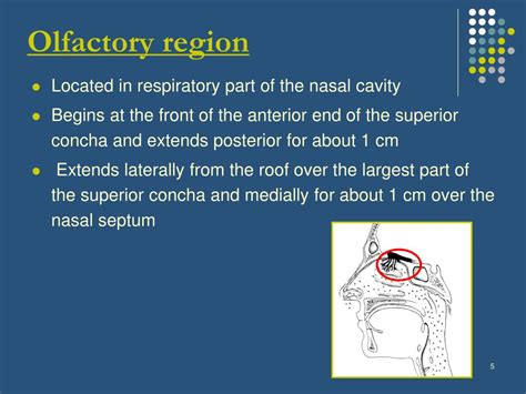 PPT Nose Olfactory Region And The Sinuses L1 2012 PowerPoint