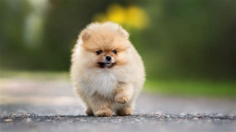 Muy Tiernas Conoce A Las Razas De Perros M S Peque As Del Mundo Mdz