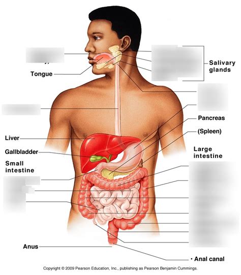 Alimentary Canal Anatomy Diagram Quizlet
