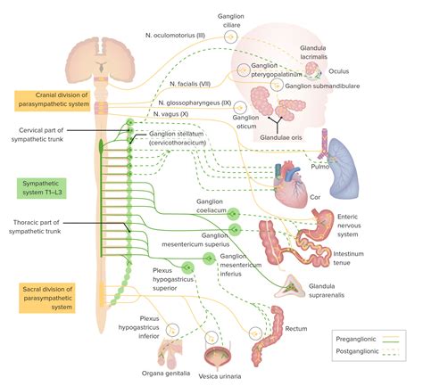 Sistema Nervioso Autónomo Anatomía Concise Medical Knowledge