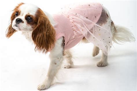 Nomi Per Cani Femmine Idee Uniche Greenstyle