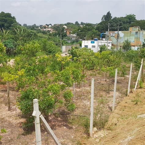 Custo de plantio de mudas nativas RESILIÊNCIA FLORESTAL