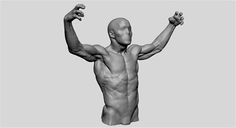 3D Model Male Torso TurboSquid 1685632