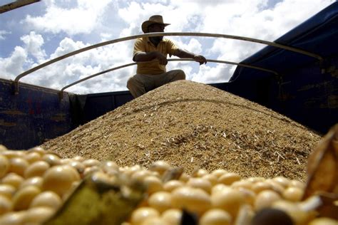 Colheita de soja do Brasil pode chegar 155 66 milhões de toneladas diz