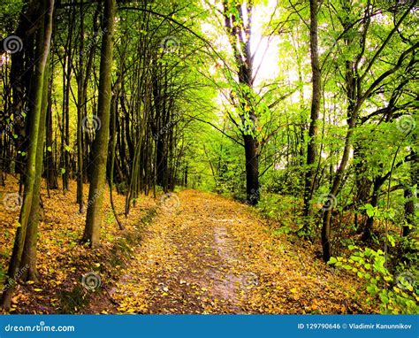 Autumn Forest Road Stock Photo Image Of Ground Fallen 129790646