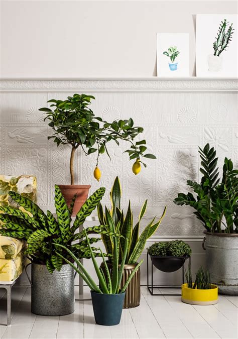 Top 10 Easy Care Houseplants Artofit