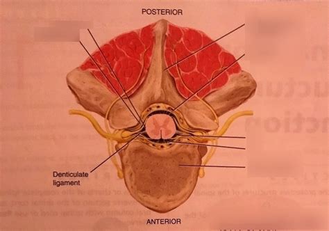 Transverse Section Of Spinal Cord Diagram Quizlet