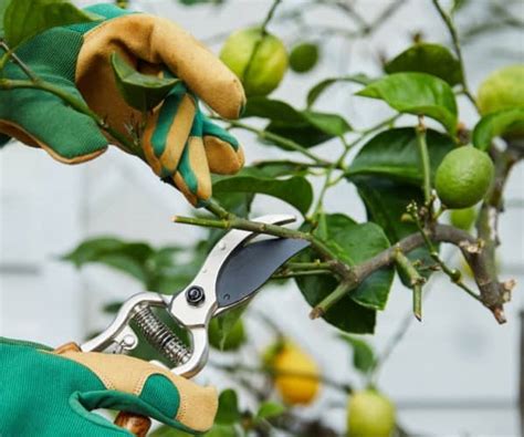 Cómo y cuándo podar limoneros y otros cítricos Eco Jardín Mágico