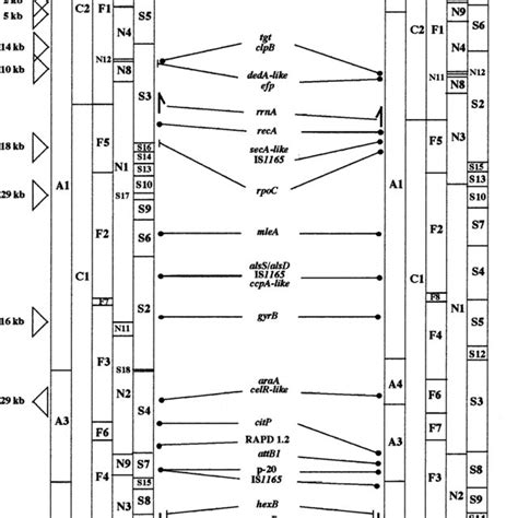 Comparison Of The Physical And Genetic Maps Of O Oeni Strains GM And