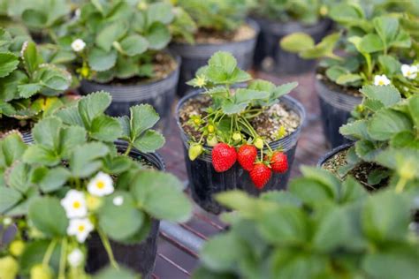 Strawberry Nursery Establishment And Management