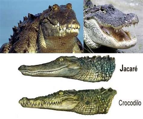 Qual a diferença entre jacarés e crocodilos Crocodilos Crocodilo