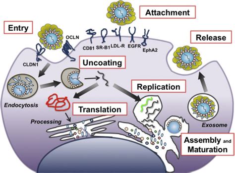 Hepatitis C Virus Life Cycle