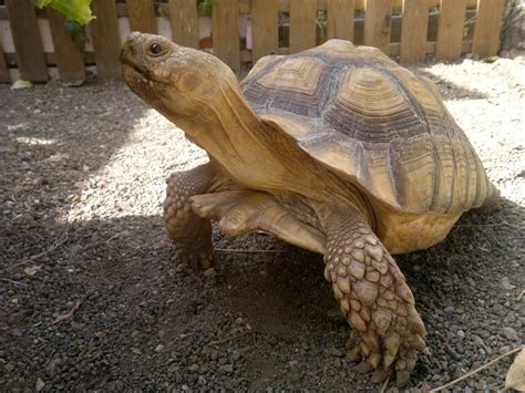Estante Al Exilio Apaciguar Cuanto Miden Las Tortugas De Tierra Lengua