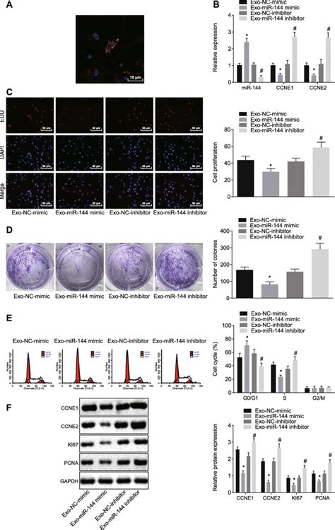 BMMSC Derived Exosomes Suppress Cell Proliferation And Colony Formation