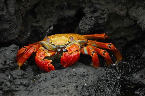 Cangrejo de mar características curiosidades y que hacer si te pica