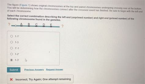 solved the figure figure 1 shows original chromosomes at