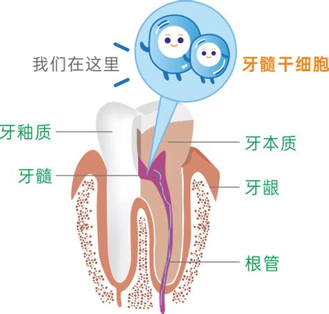 全球首个乳牙牙髓干细胞治疗脑瘫的临床研究即将展开 知乎