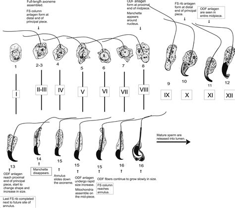 Spermatogenesis Steps