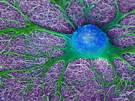Understanding The Potential Of Neural Stem Cells An Analysis Of Cell
