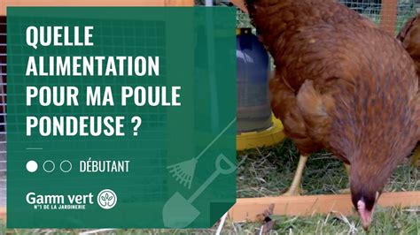 TUTO Quelle Alimentation Pour Ma Poule Pondeuse Jardinerie Gamm