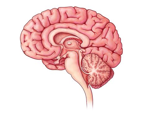 Sagittal Section Of The Brain Diagram Quizlet