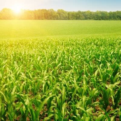 Milho Análise Conjuntural Agromensal Maio 22 do Cepea Esalq USP