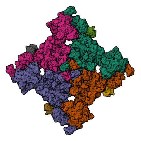 RCSB PDB 8SES Cryo EM Structure Of RyR1 Adenine