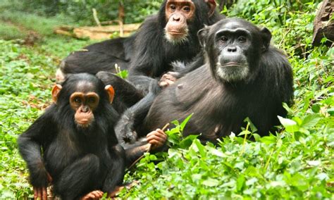 Chimpanzee Trekking In Kibale National Park Uganda Safaris Uganda