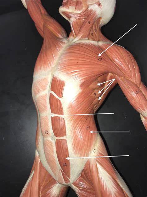 Muscles Of The Torso Diagram Quizlet