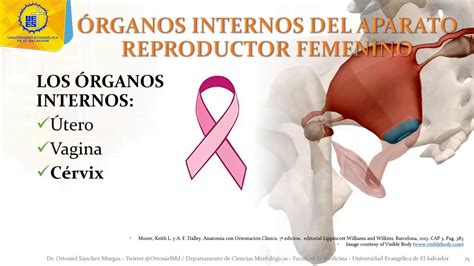 Aparato Reproductor Femenino Organos Externos