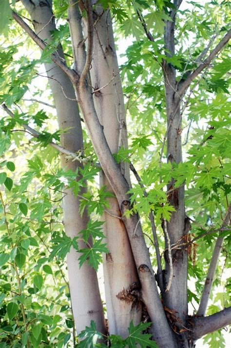 Fotos gratis árbol bosque rama cerca madera hoja flor el