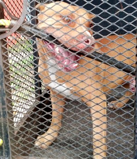 Otro pitbull ataca a un niño en Durango