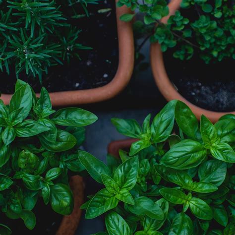5 Plantas Que Puedes Tener En Casa Sin Provocar Sarpullido
