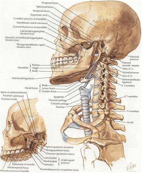 Human Neck Diagrams Lokixy