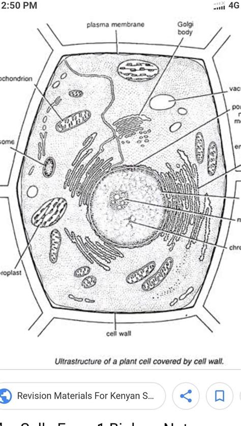 Plant Cells Under An Electron Microscope